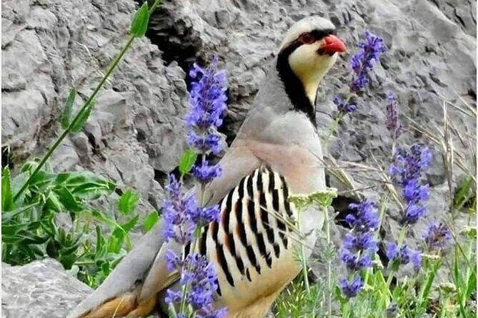 Nuratau Village Home Stay and Hiking tours from Bukhara - Frequently Asked Questions