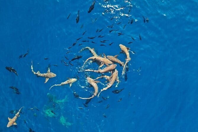 Nurse Shark Snorkelling - A Practical Look at the Maldivian Shark Snorkeling Adventure