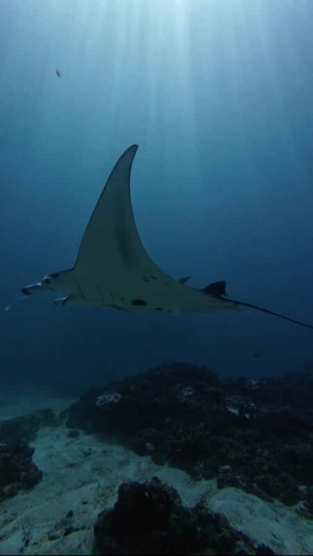 Nusa Lembongan: Scuba Diving Trip with Manta Ray and Sunfish - Discovering the Underwater World of Nusa Lembongan and Nusa Penida