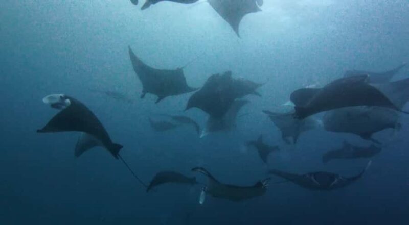 Nusa Lembongan: Scuba Diving Trip with Manta Ray and Sunfish - Who Should Consider This Trip?