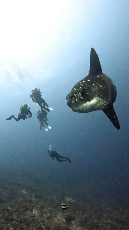 Nusa Lembongan: Scuba Diving Trip with Manta Ray and Sunfish - FAQ