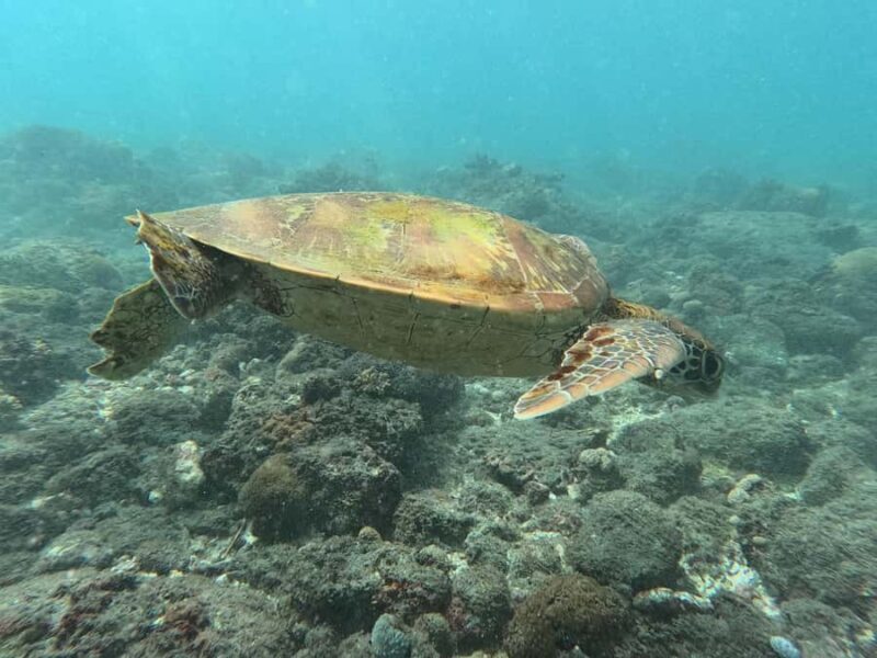 Nusa Lembongan Snorkeling Tour with Traditional Boat - Key Points