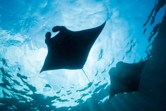 Nusa Lembongan Snorkeling with Manta Bay & Island Tour from Bali - An In-Depth Look at This Snorkeling & Island Tour