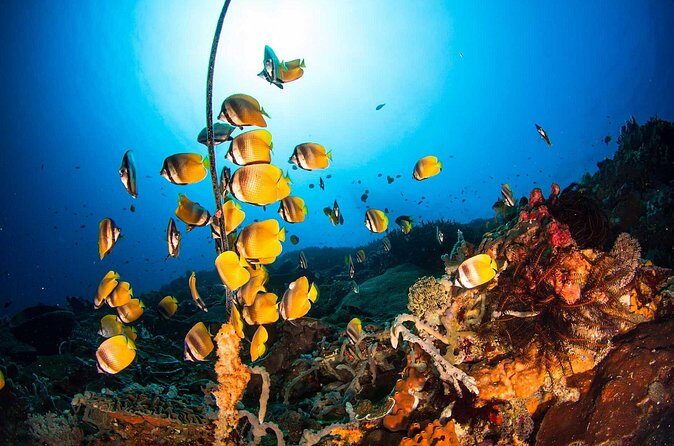 Nusa Penida 3 Fun Dives Boat Trip (For Certified Divers) - Final Words