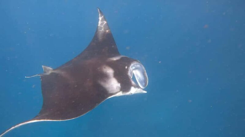 Nusa Penida: 3-Spot Snorkeling Experience & West Island Tour - An In-Depth Look at the Tour Experience