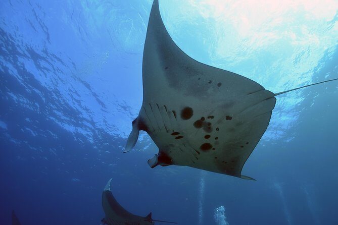 Nusa Penida Day Trip for 3 dives - Detailed Itinerary and What to Expect