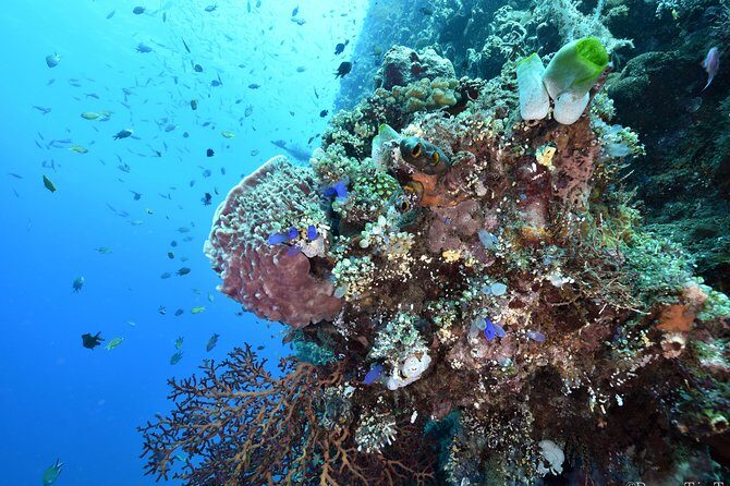 Nusa Penida Day Trip for 3 dives - Practical Considerations