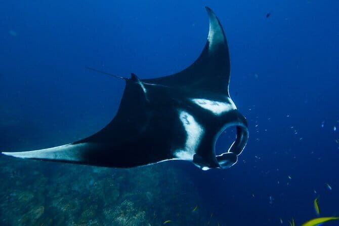 Nusa Penida Day Trip with Snorkeling Package - Key Points