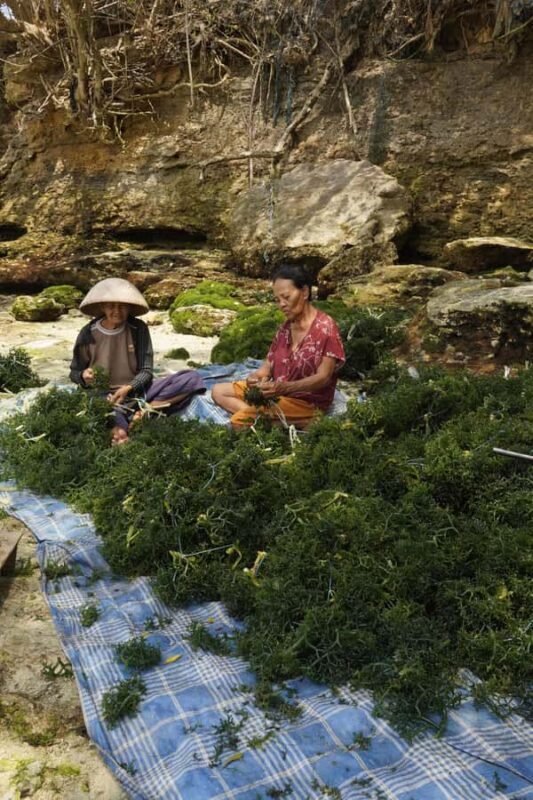 Nusa Penida: Ecotourism, Seaweed Farming & East Tour - Key Points