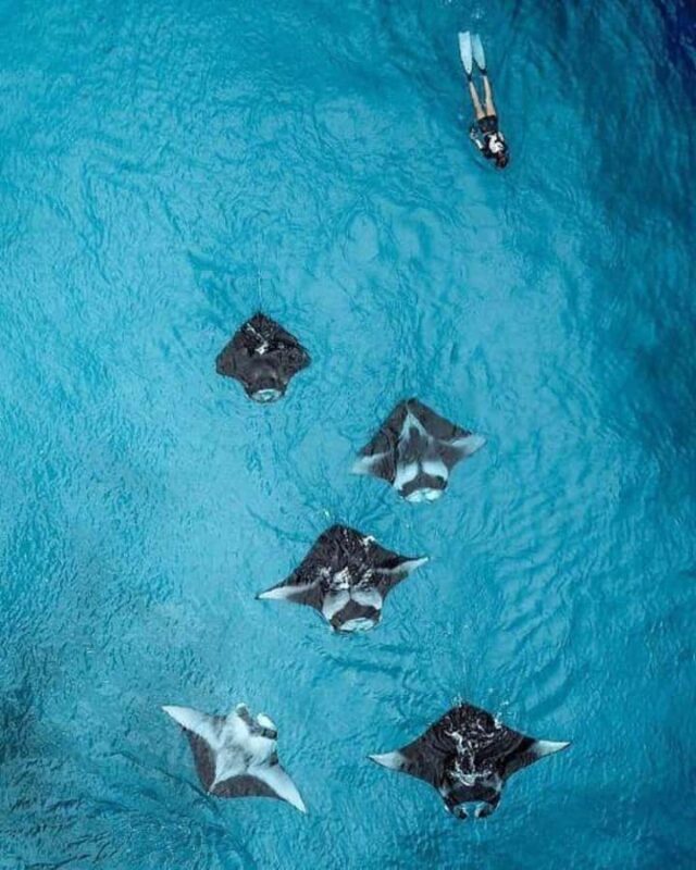 Nusa Penida: Full Day Private Snorkeling With Manta Ray - Key Points