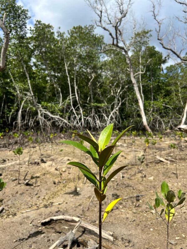 Nusa Penida/Lembongan: Mangrove Reforestation & Kanoe Tour - An Authentic Look at the Tour Experience