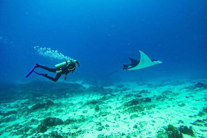 Nusa Penida Private Diving Tour by Speedboat - What to Expect from Your Nusa Penida Diving Adventure