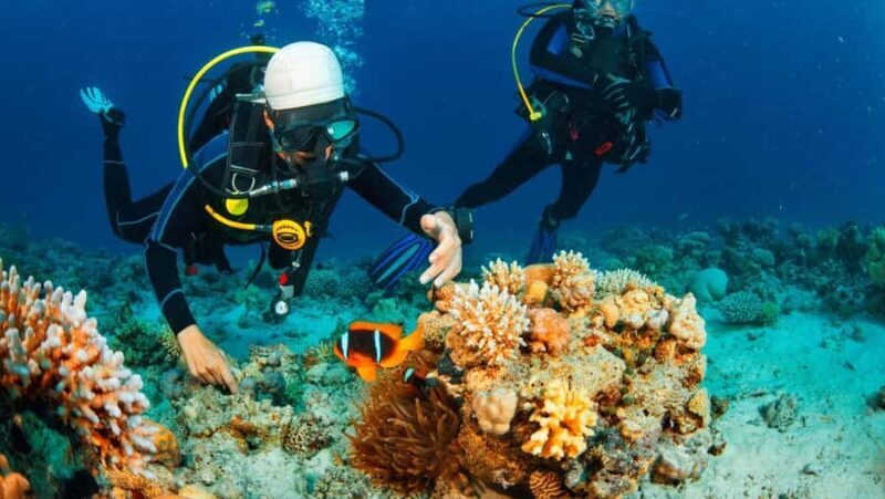 Nusa Penida: Snorkeling and Diving Adventure - In-Depth Look at the Highlights