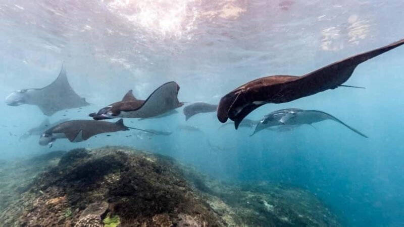 Nusa Penida: Snorkeling and Diving Adventure - Safety and Equipment: What You Need to Know