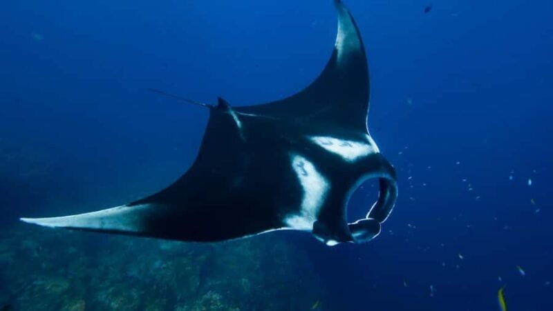 Nusa Penida: Snorkeling and Diving Adventure - The Practicalities: Transportation, Timing, and Group Size