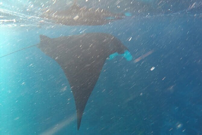 Nusa Penida Snorkeling in Manta Point Gamat Bay and Wall - The Itinerary: What Makes Each Stop Special?