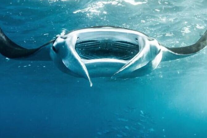 Nusa Penida Snorkeling in Manta Point Gamat Bay and Wall - Duration and Practical Details