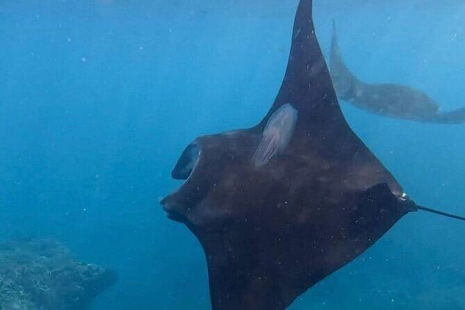 Nusa Penida Snorkeling: Manta Point & Island Day Trip - Who Should Consider This Tour?