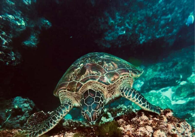 Nusa Penida: Snorkeling Tour with Manta Rays and Turtles - The Experience in Detail