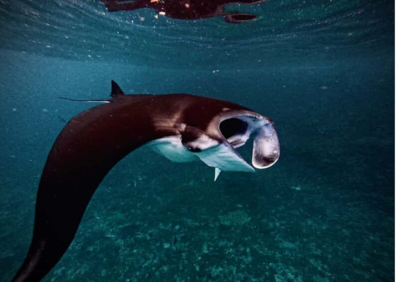 Nusa Penida: Snorkeling Tour with Manta Rays and Turtles - Who Should Consider This Tour?