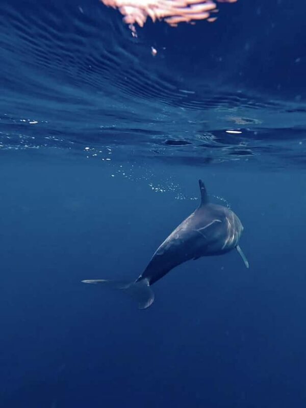 Nusa Penida: Snorkeling Tour with Manta Rays and Turtles - The Sum Up: Is This Tour Worth It?