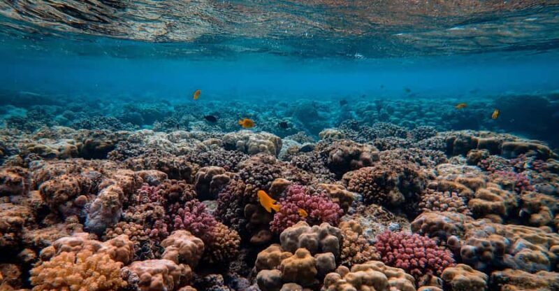 Nusa Penida: Sunset Manta & Crystal Bay Snorkel with Dinner - Key Points