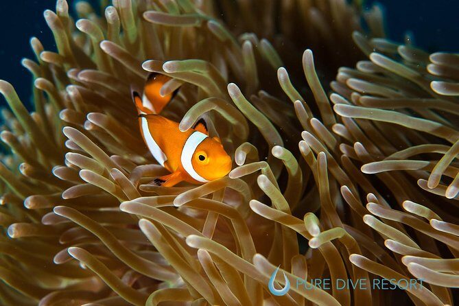 Nusa Penida Three Dives Trip for Certified Divers - Dive Conditions & Sites