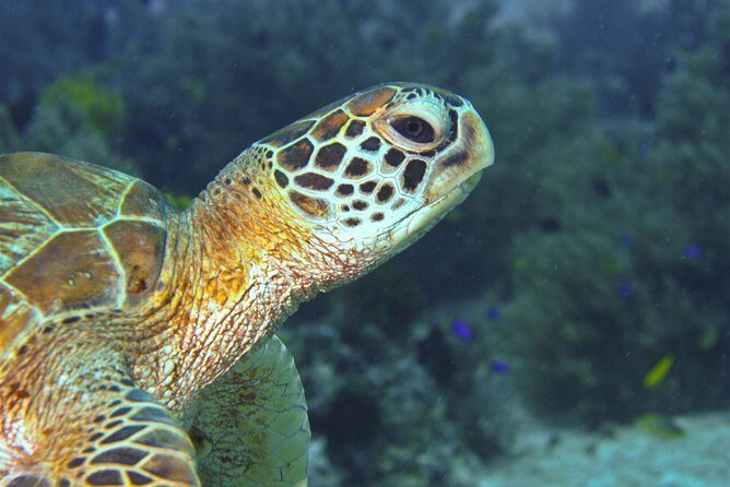 Nusa Penida Three Dives Trip for Certified Divers - Marine Encounters & Highlights