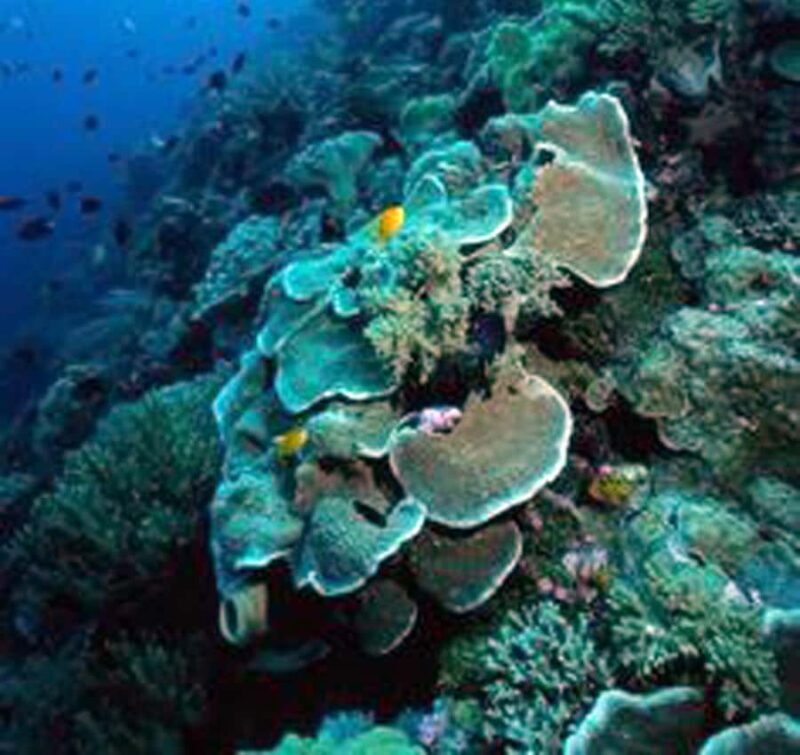 Nusa Penida Tour & 3-Point Snorkeling Experience - Who Will Love This Tour?