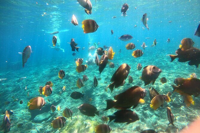 Nusa Penida Tour and Private Snorkelling at Manta, Gamat, Wall - FAQ