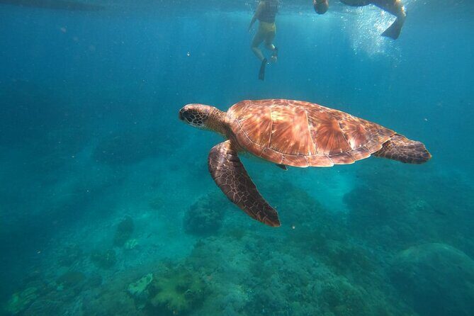 Nusa Penida Tour and Private Snorkelling at Manta, Gamat, Wall - Final Thoughts