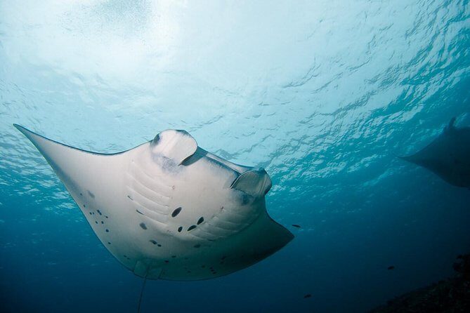 Nusa Penida Two Dives Trip for Certified Divers - Why This Tour Is Worth Considering