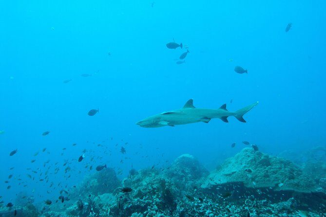 Nusa Penida Two Dives Trip for Certified Divers - Authentic Experiences and Reviewer Insights