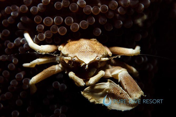 Nusa Penida Two Dives Trip for Certified Divers - Booking & Practical Considerations