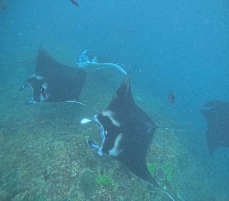 Nusa Penida: West Day Trip with Lunch and Snorkelling Tour - Why This Tour Stands Out