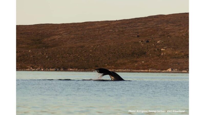 Nuuk Fjord Boat & Fishing Tour with Local Hunter Guide - Key Points