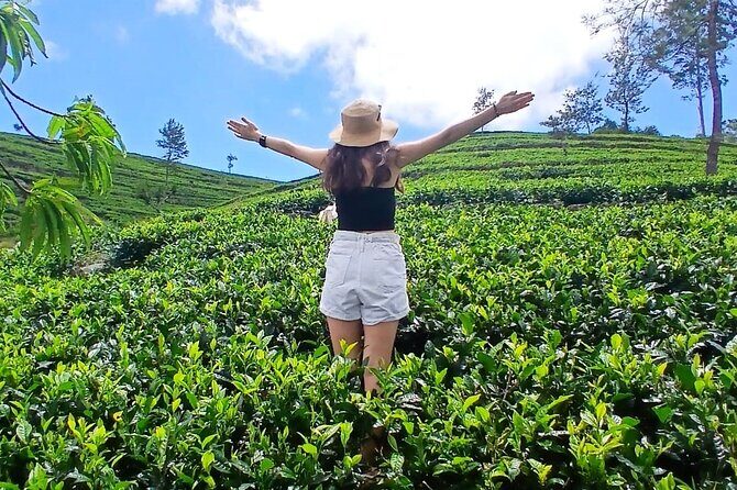 Nuwara Eliya 2 Tea Factory Tea Test &Pick 2 Waterfalls Nature Day - Key Points