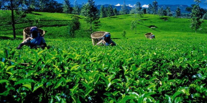 Nuwara Eliya: All-Inclusive Private Sightseeing Day Tour - An In-Depth Look at the Itinerary