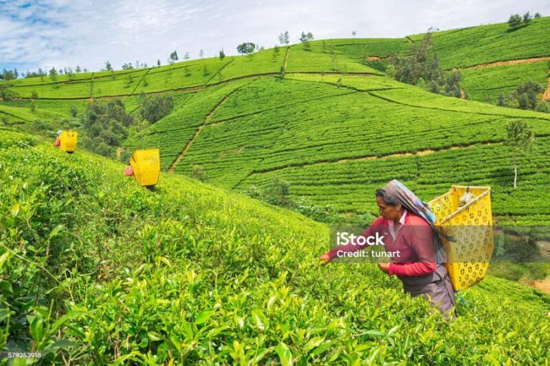Nuwara Eliya: Ambuluwawa Tower Tuk-Tuk Ride with Driver - Key Points