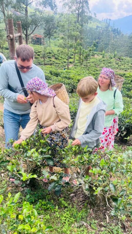 Nuwara Eliya: City Tuk-Tuk Tour and Tea factory visit - Authenticity and Value