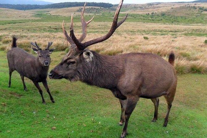 Nuwara Eliya Day tour from Kandy - Who Should Consider This Tour?