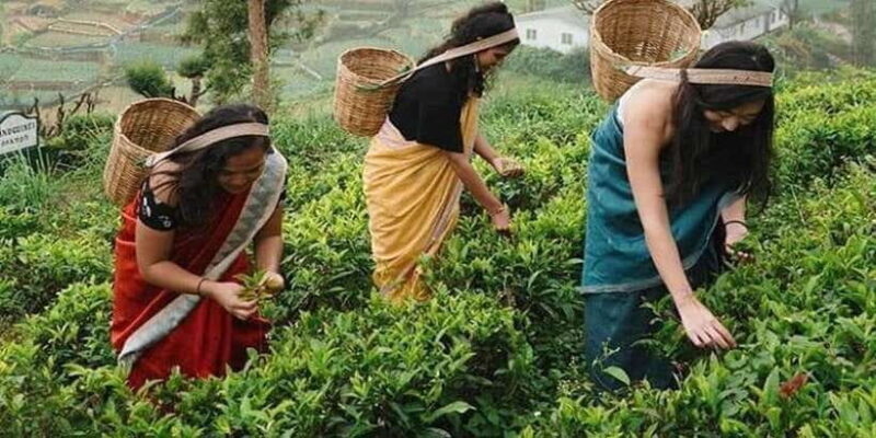 Nuwara Eliya Day Tour from Kandy (Private Tour) - The Sum Up: Who Will Appreciate This Tour?