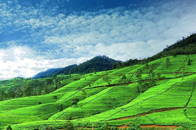 Nuwara Eliya Day Tours with Sri Lanka Friendly Driver - Introduction