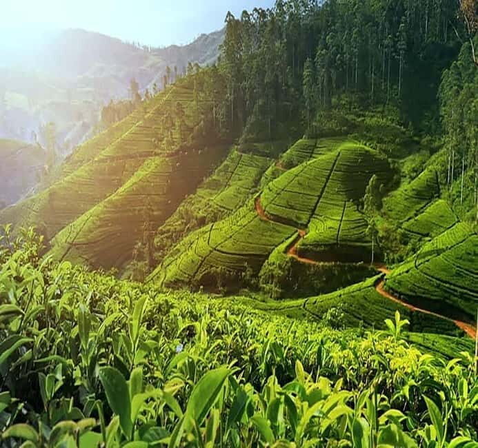 Nuwara Eliya Full day: 5Waterfalls, 2Tea Test & pick by TUK - Scenic Viewpoints and Cultural Crossings