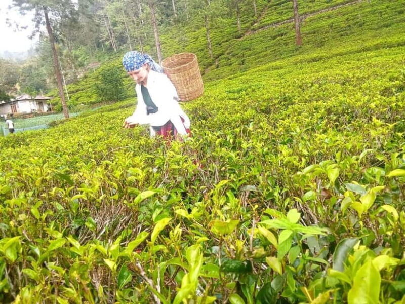 Nuwara Eliya Full day: 5Waterfalls, 2Tea Test & pick by TUK - Exploring Nuwara Eliya Town