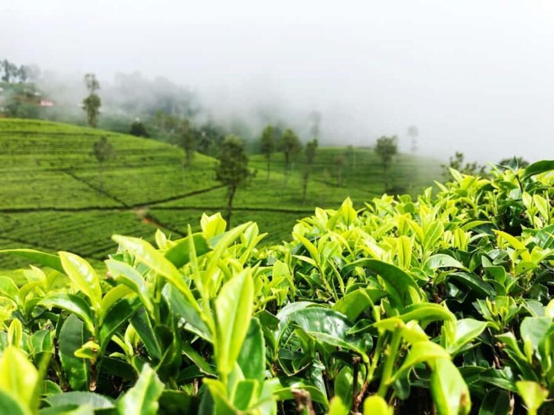 Nuwara Eliya: Private City Tour by Tuk Tuk - An In-Depth Look at the Tour Experience