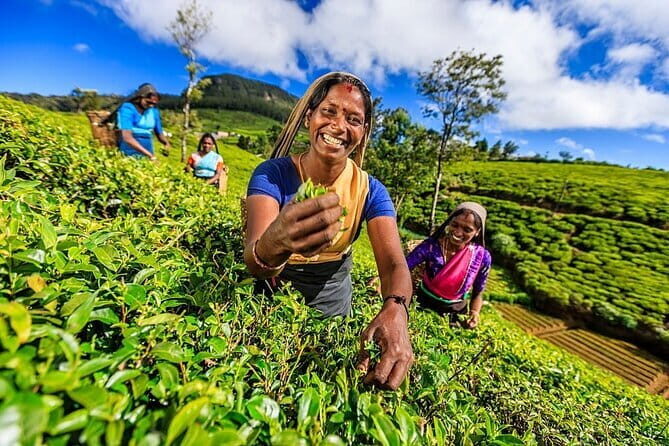 Nuwara Eliya Private Day Trip from Mirissa - Value for Money and Practical Considerations