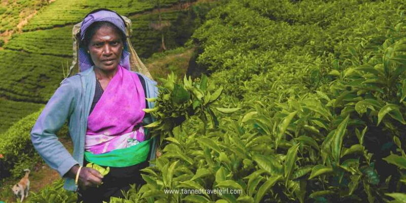 Nuwara Eliya: Sri Lanka hill country day trip from Kandy - The Sum Up