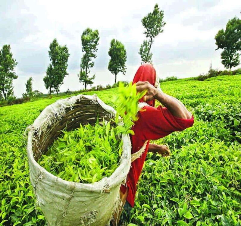 Nuwara Eliya: Tea Factory and Pickle Waterfalls Tuk Tuk Tour - Who Should Consider This Tour