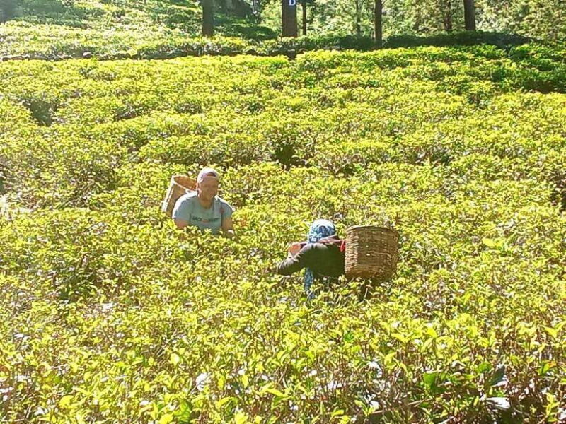 Nuwara Eliya: Tea Factory and Pickle Waterfalls Tuk Tuk Tour - The Sum Up